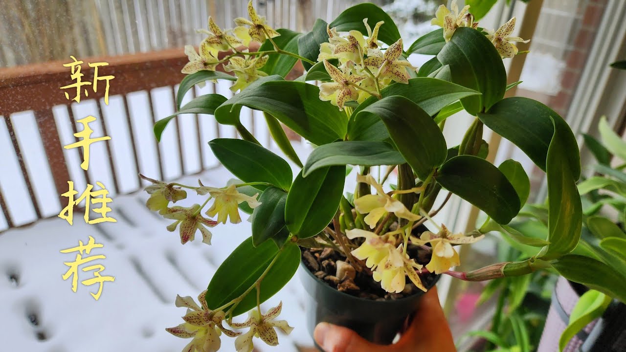 Sophie's Garden 新手推荐，花期超长易种易花的迷你石斛兰 Den. Micro Chip - YouTube