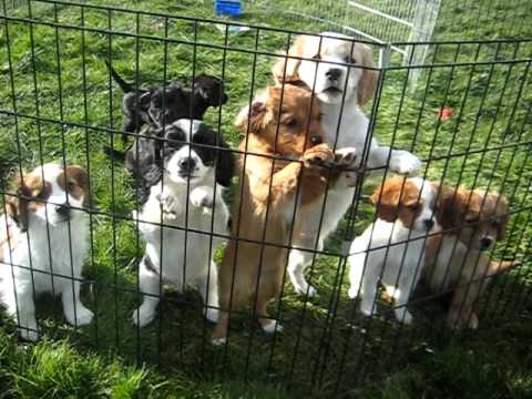 Cavalon Puppy Video 27 July 2011 - YouTube