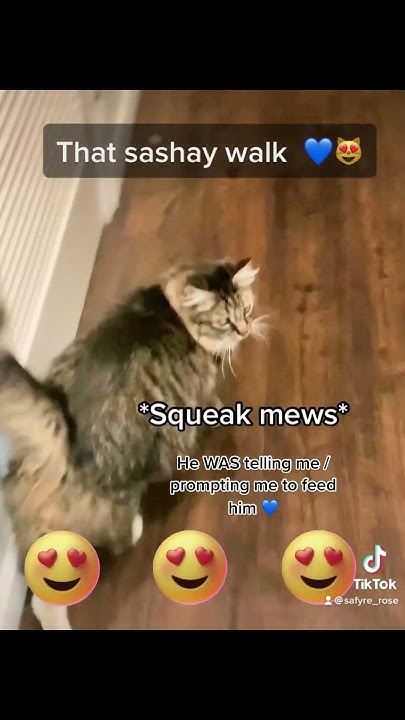 Leo the Floof Sashay Walk & Mews - YouTube