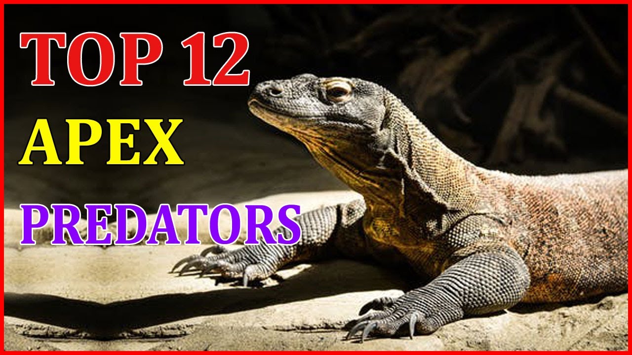 Top 12 Apex Predators In The World | Animal Globe - YouTube