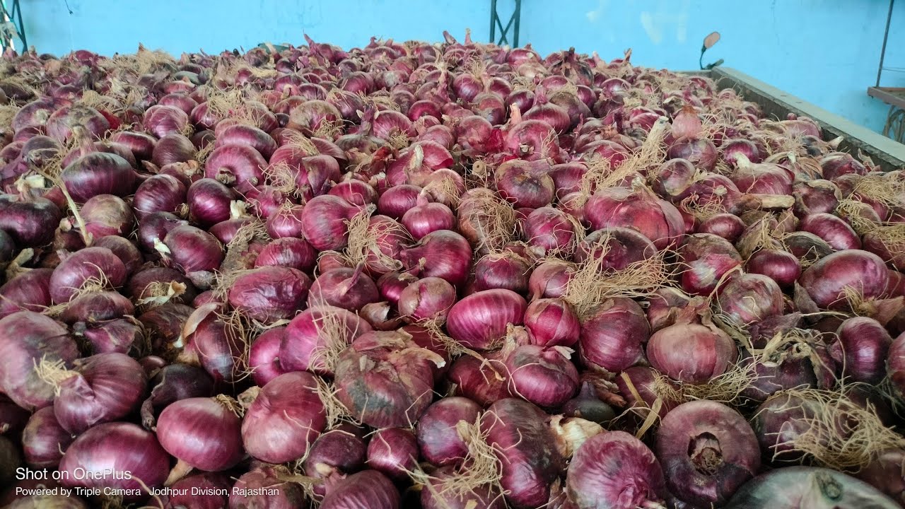 Pyaj mandi bhopalgarh l pyaj ke bhav today in Bhopalgarh 15/05/2023 ...