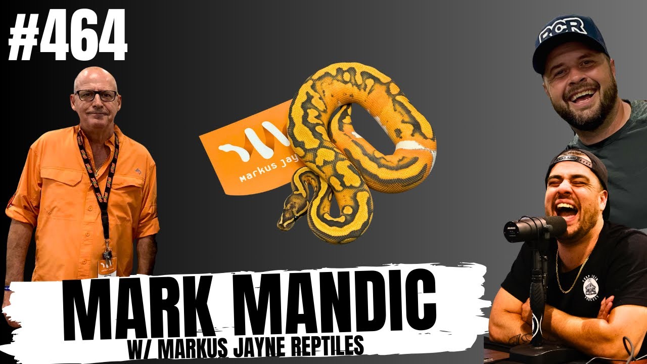 The Great & Powerful Mark Mandic Explains A New Ball Python Genetic ...