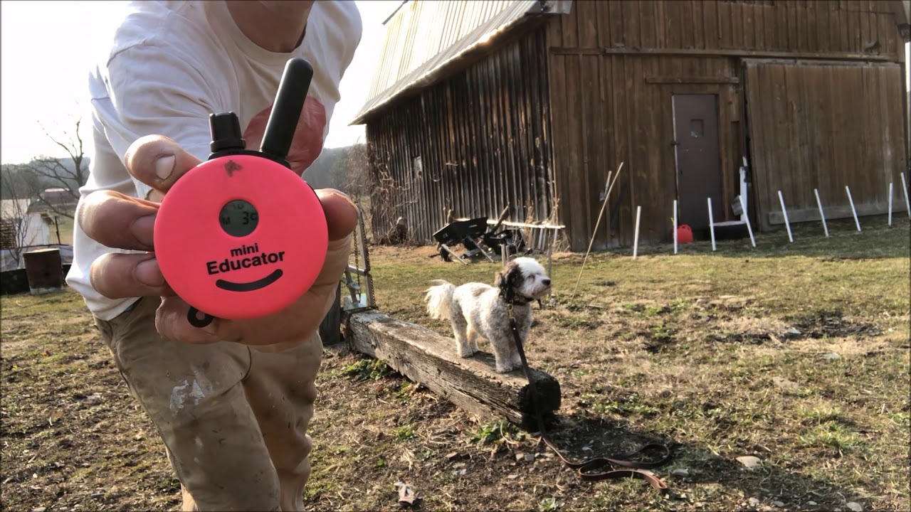 Train Dog Whoa by building on Success - YouTube