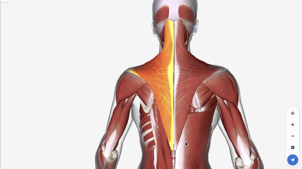 Seated Upper Body Exercises - YouTube