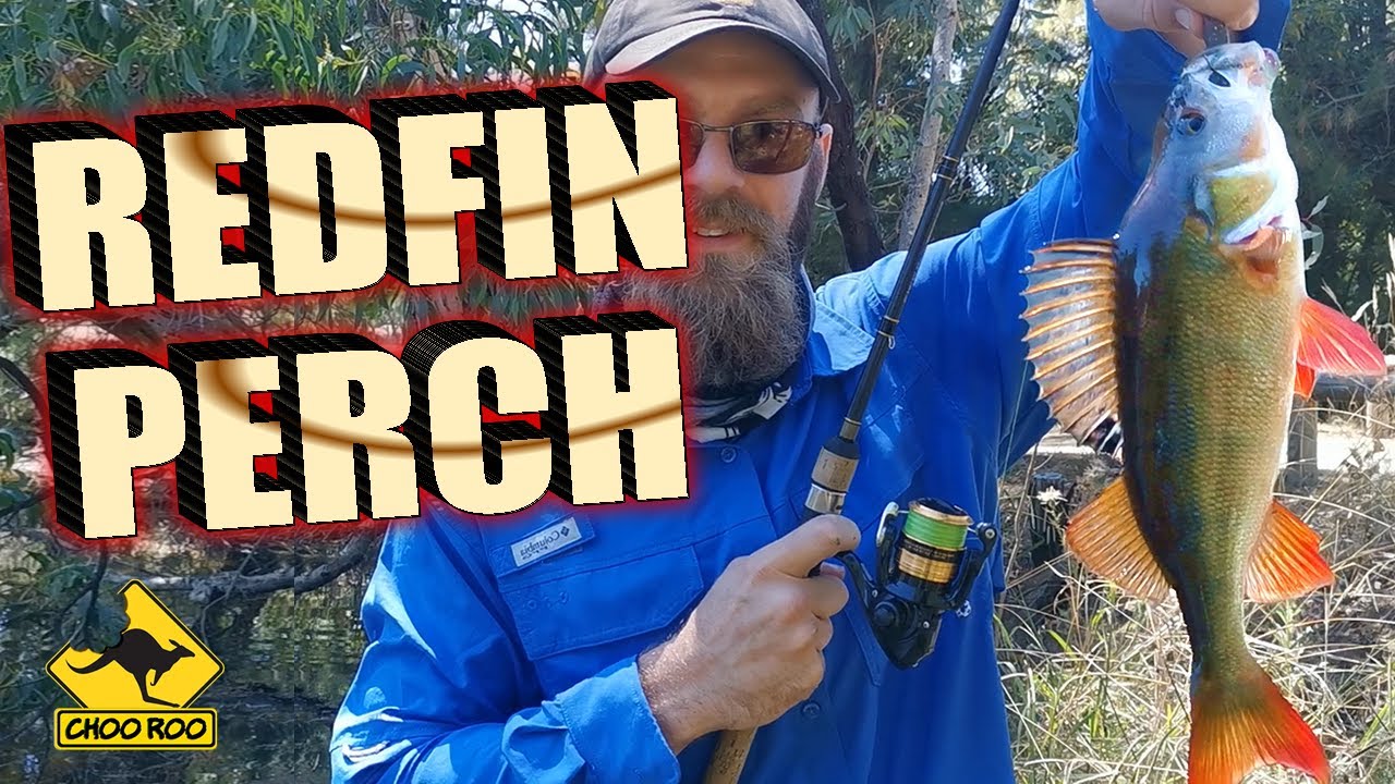 REDFIN PERCH - Adelaide Hills/Myponga Reservoir - YouTube