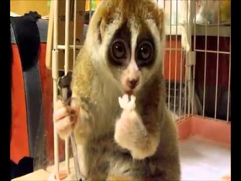 YAVAŞ LORİS PİLAV YERSE