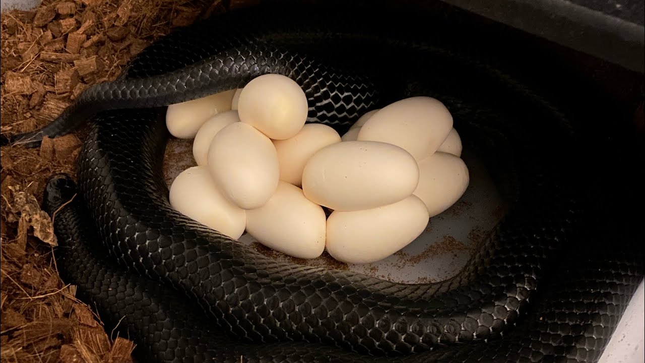 Black Snake Eggs