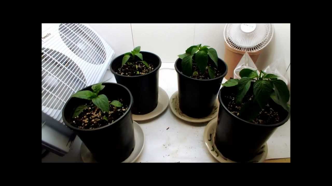 Indoor Pepper Cross Breeding Part 3 - YouTube