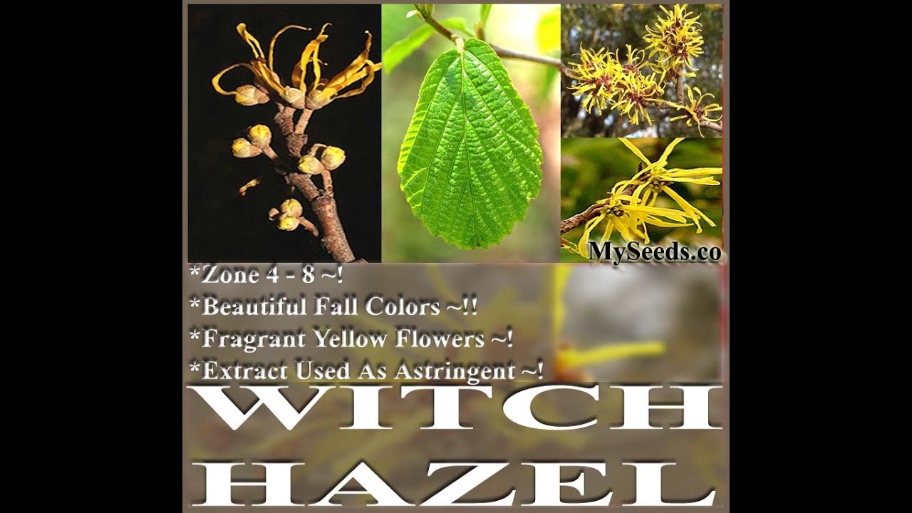Witch Hazel Seed - Hamamelis virginiana, HERB SEEDS on www.MySeeds.Co ...