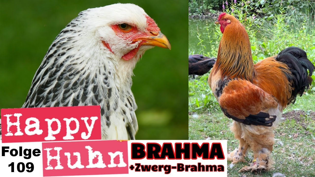 Riesenhühner! Brahma-Hühner im Portrait mit Zwerg-Brahma - Haltung ...