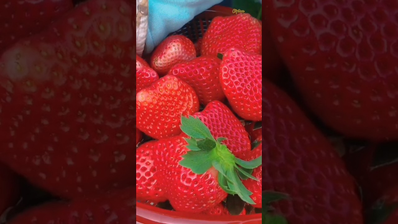 clip shots videos Stubbery Pick Fresh Hydroponic Modern#fruits # ...