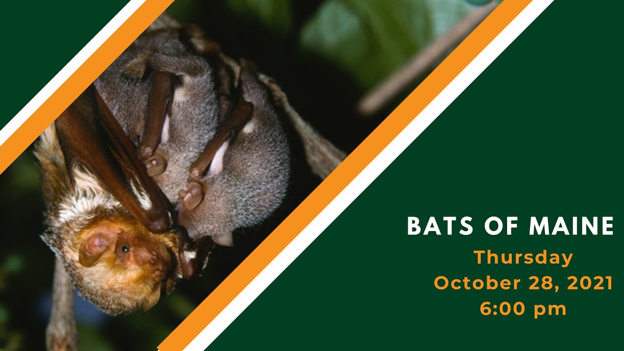 Bats of Maine - YouTube