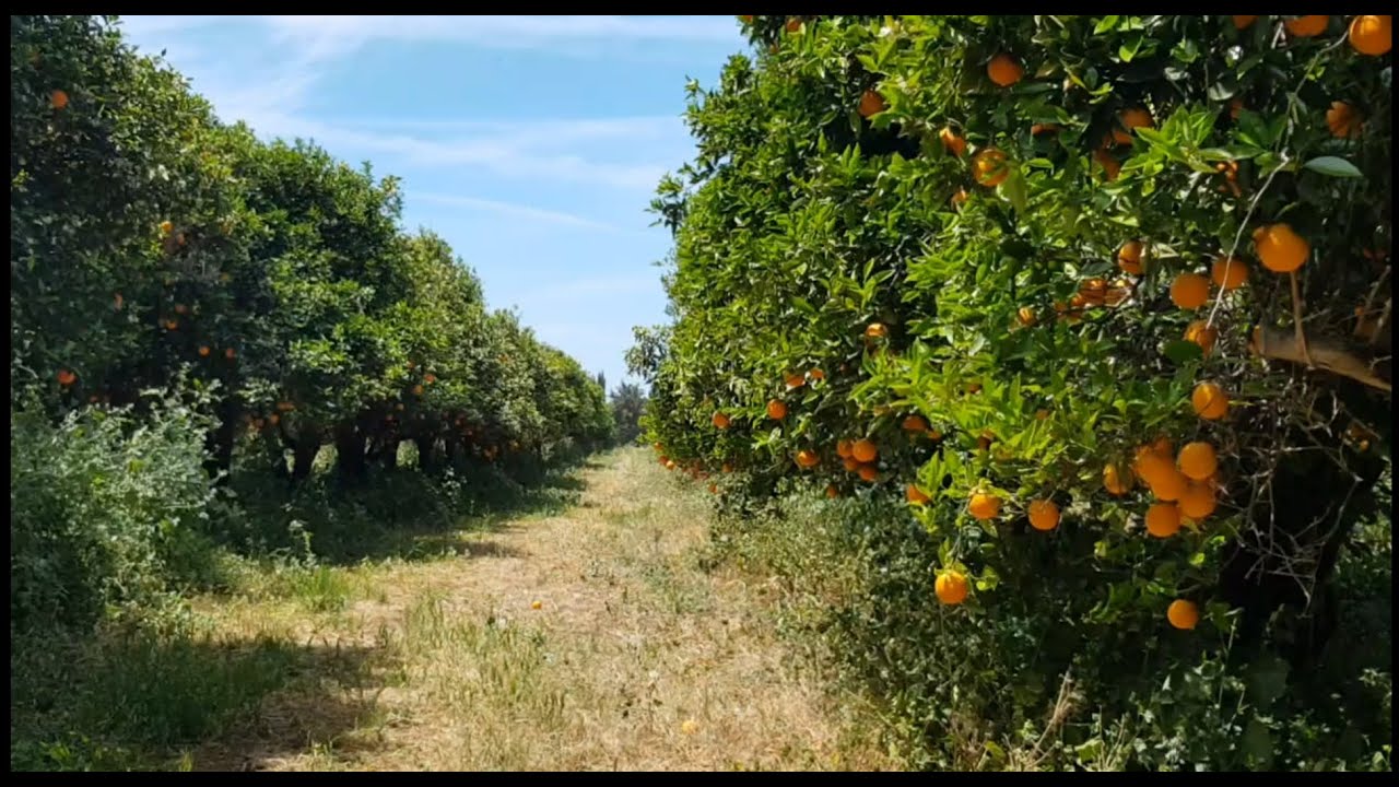 Cyprus Oranges Farm - YouTube