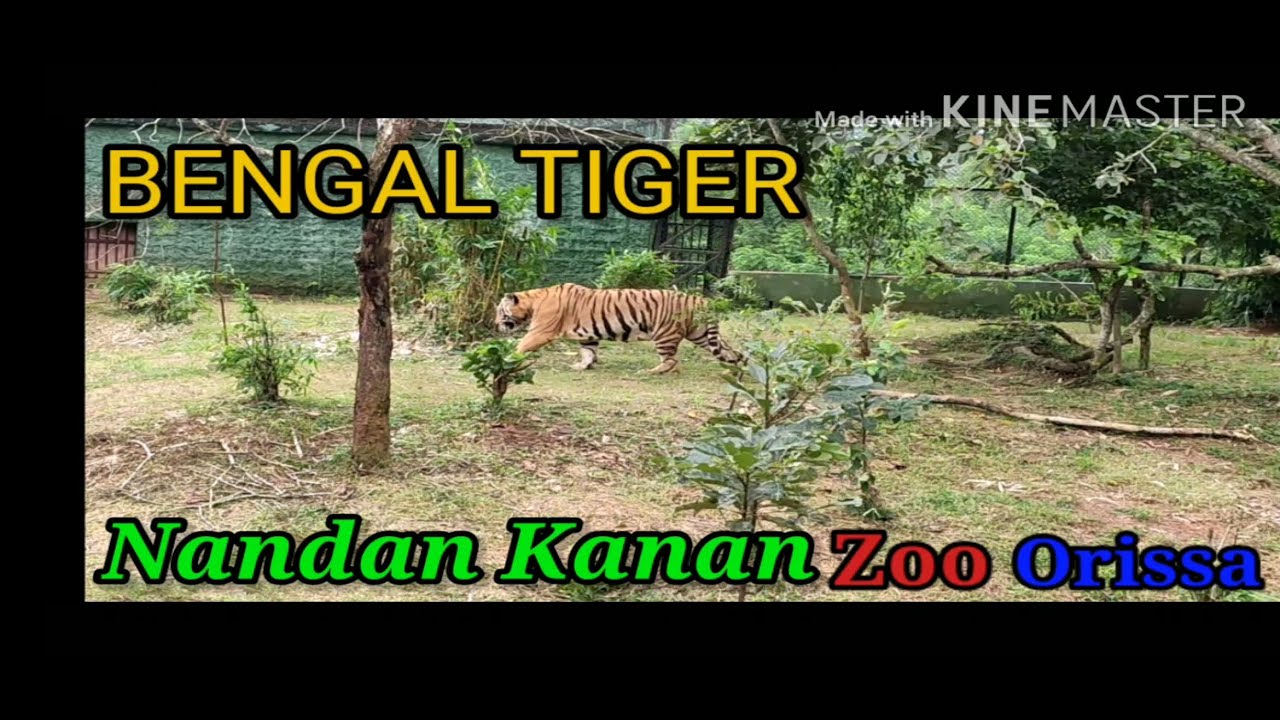 Bengal Tiger at Nandan Kanan zoo, in Orissa - YouTube