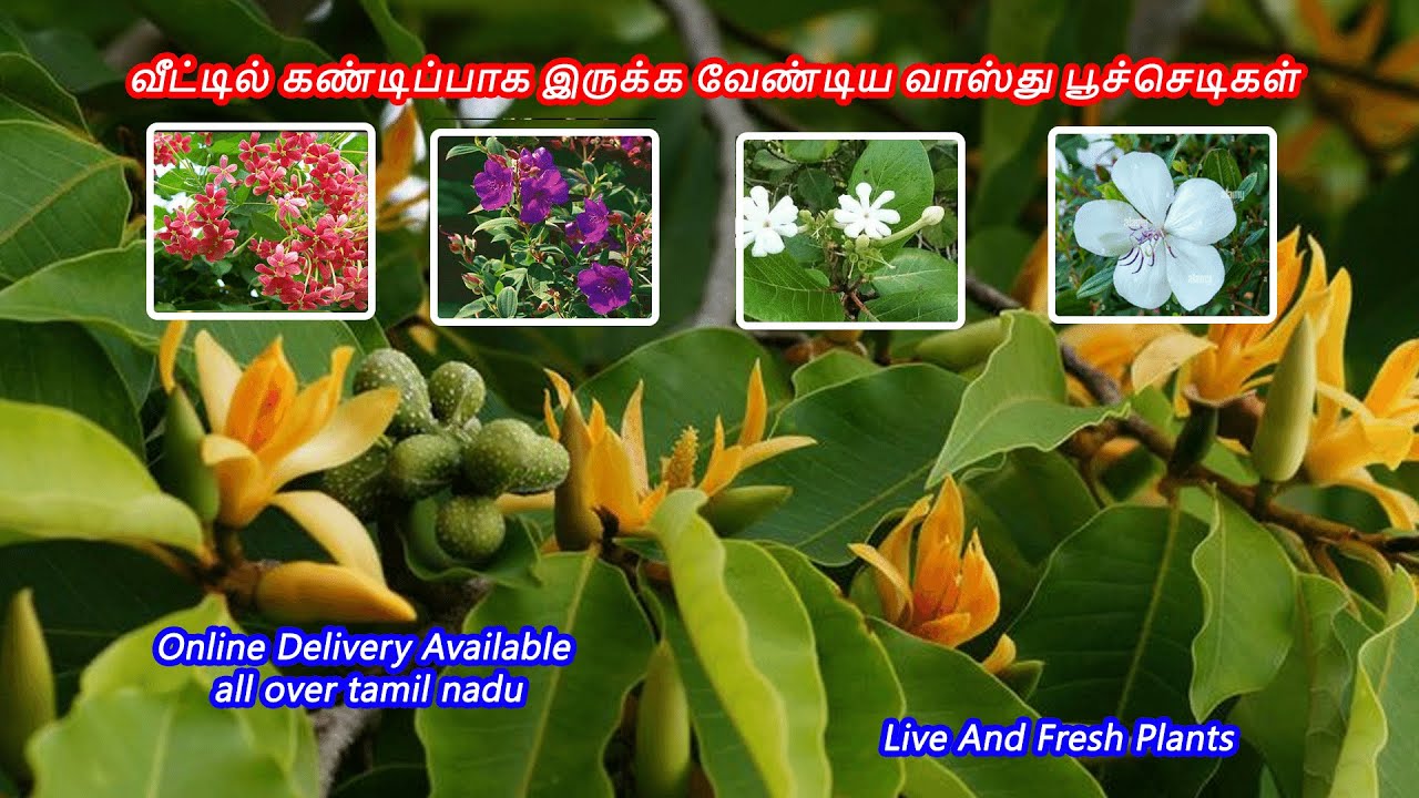 வீட்டில் கண்டிப்பாக இருக்க வேண்டிய வாஸ்து பூச்செடிகள் shenbagam ...