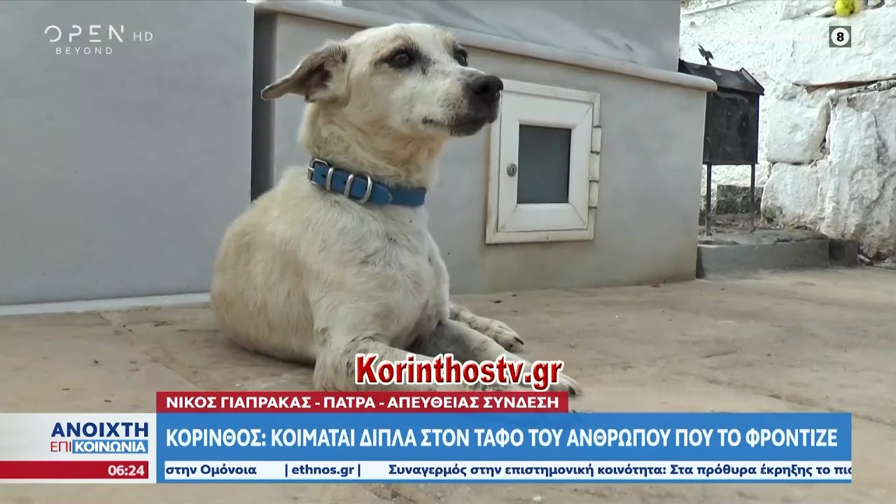 Κόρινθος: Σκυλάκι αρνείται να αποχωριστεί τον κηδεμόνα του που έφυγε ...