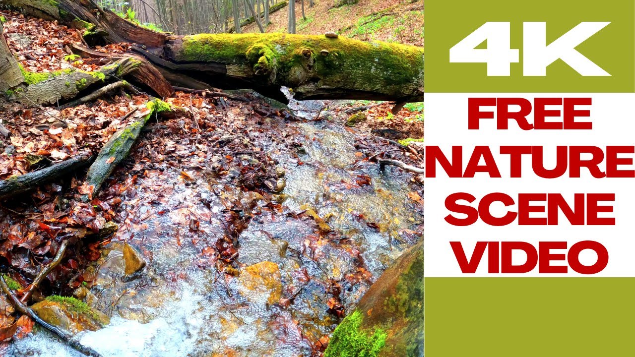 nature 4K 679 🌳 Free Stream Scene Video - YouTube