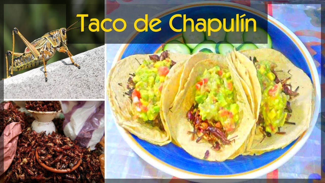 Tacos de chapulines con Guacamole | Receta - YouTube