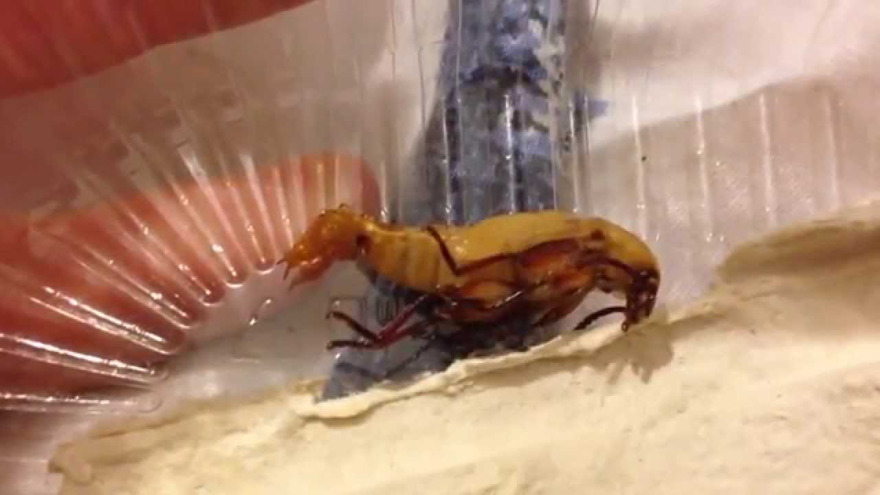 Adult zophobas morio beetle comes out of the pupa (part 2) - YouTube