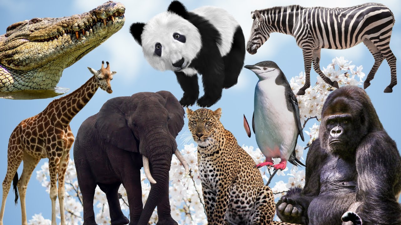 Cute baby animal Video Compilation turtle, hamster, rabbit, parrot ...