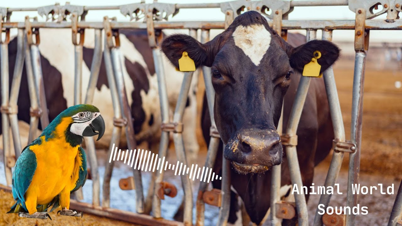 Animal World Sounds : Cow, Parrot - Funny Animal Sounds, Cute Animal ...