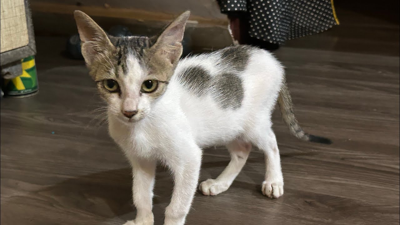 Funny Cat does this on waking up! | Cats | Funny | Funniest| Pets ️🐶🐱 ...