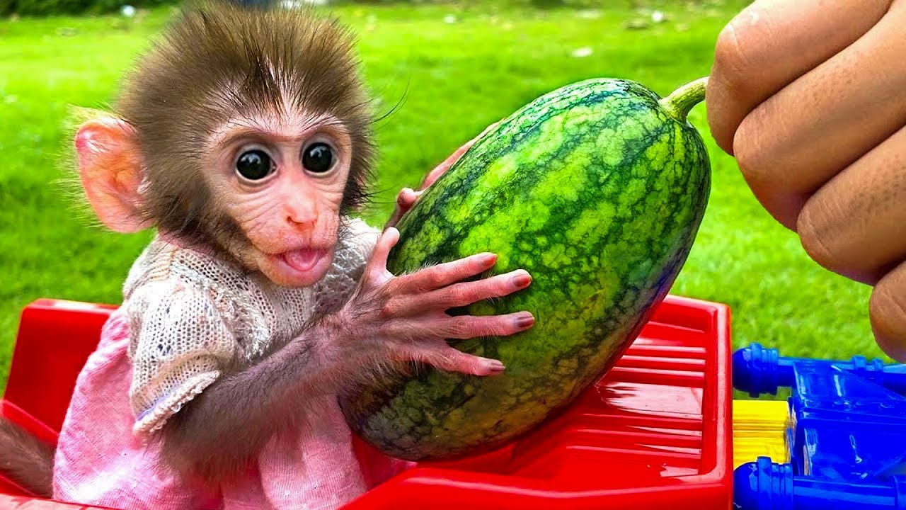 Baby monkey Bin Bin eats watermelon and organize a picnic - YouTube