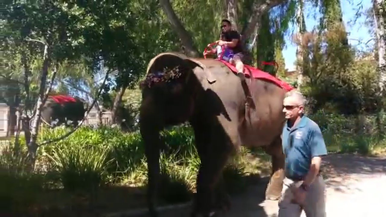 Elephant ride at Six Flags Discovery Kingdom - YouTube