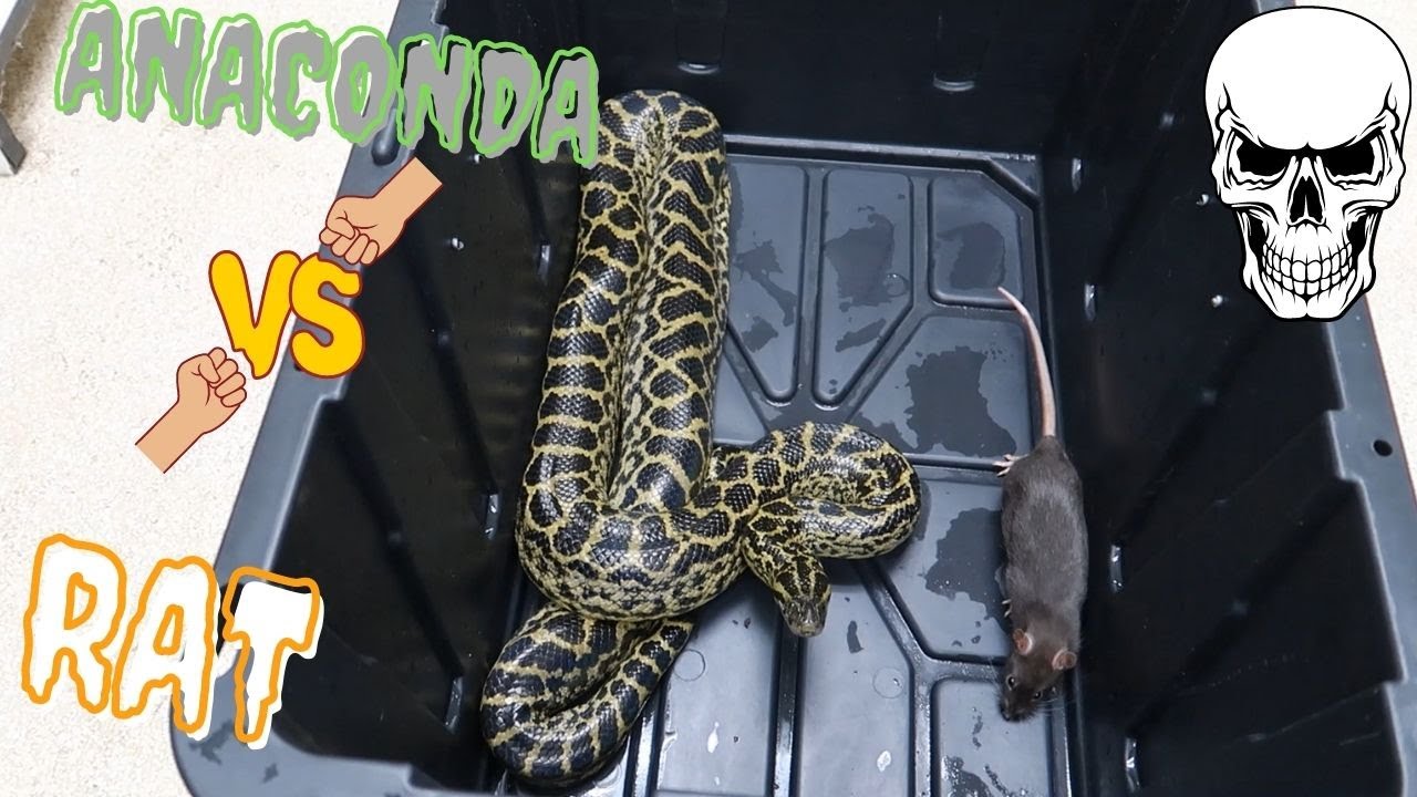 ANACONDA FEEDING - YouTube