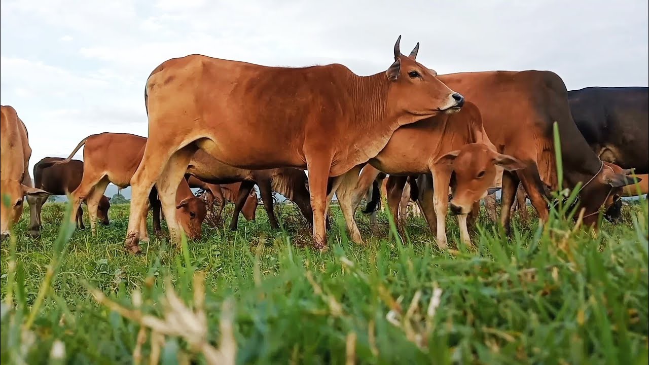 sapi lembu jinak yang gemuk dan sehat sehat sedang berkeliaran di ...