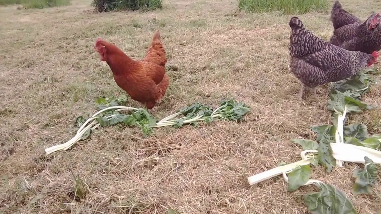 Jess introduces the chickens of Ness - YouTube