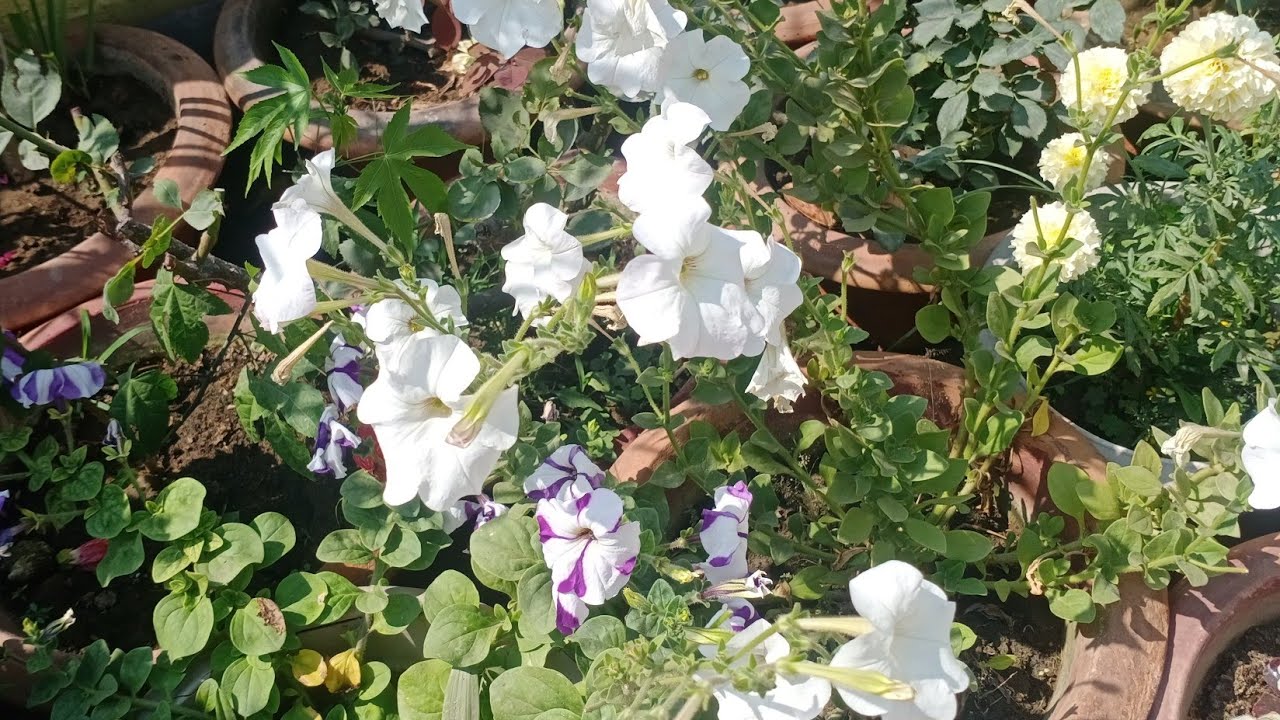 Happy holi ,purple colour ke flowers ke sath - YouTube