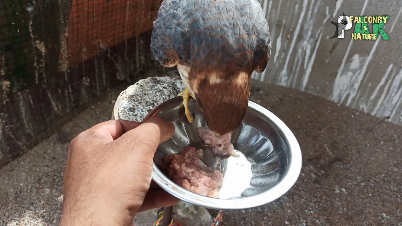 Feeding a Falcon, Hawk, Eagle Chick - YouTube
