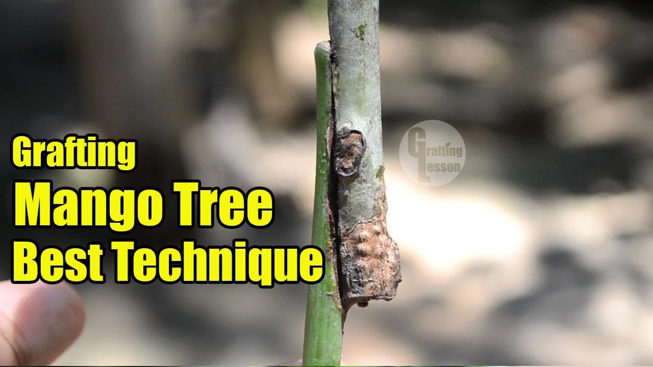 Grafting Mango Tree: Best Grafting Technique | Grafting Lesson - YouTube
