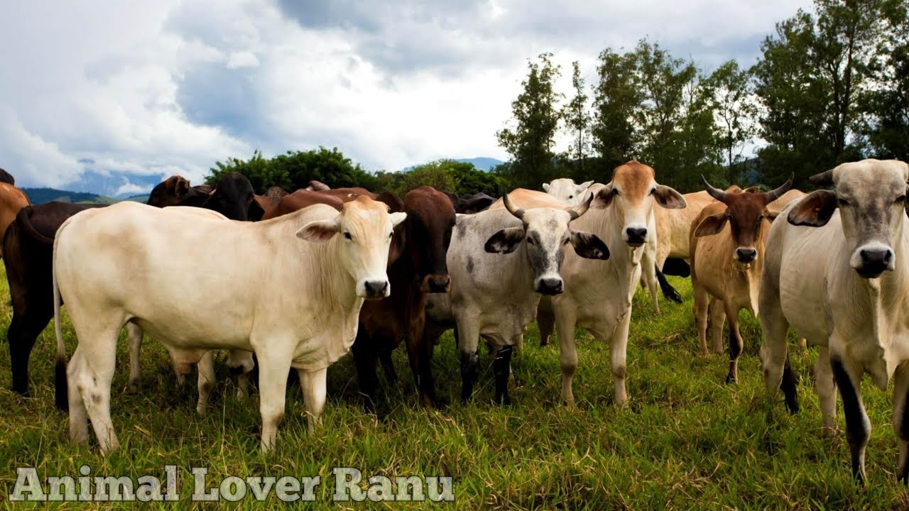 Herd Of Cows Mooing At Night|Kids Cow Videos | Kids Cow Video With ...