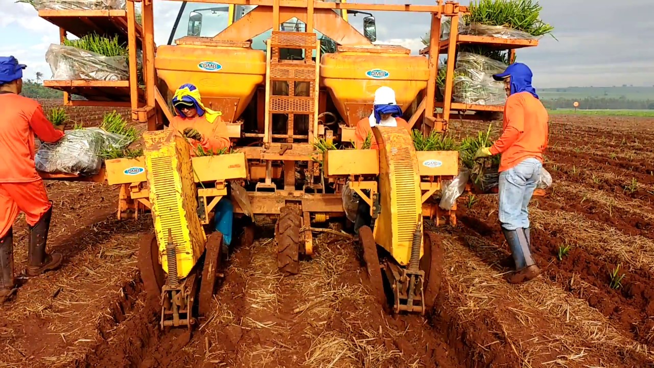 Plantio MPB 02 - YouTube