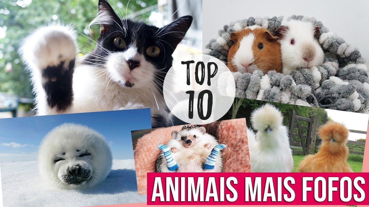 TOP 10 ANIMAIS MAIS FOFOS DO MUNDO - YouTube