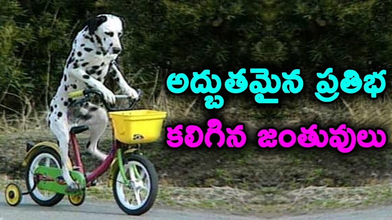 Most Talented Animals in The World || T Talks - YouTube