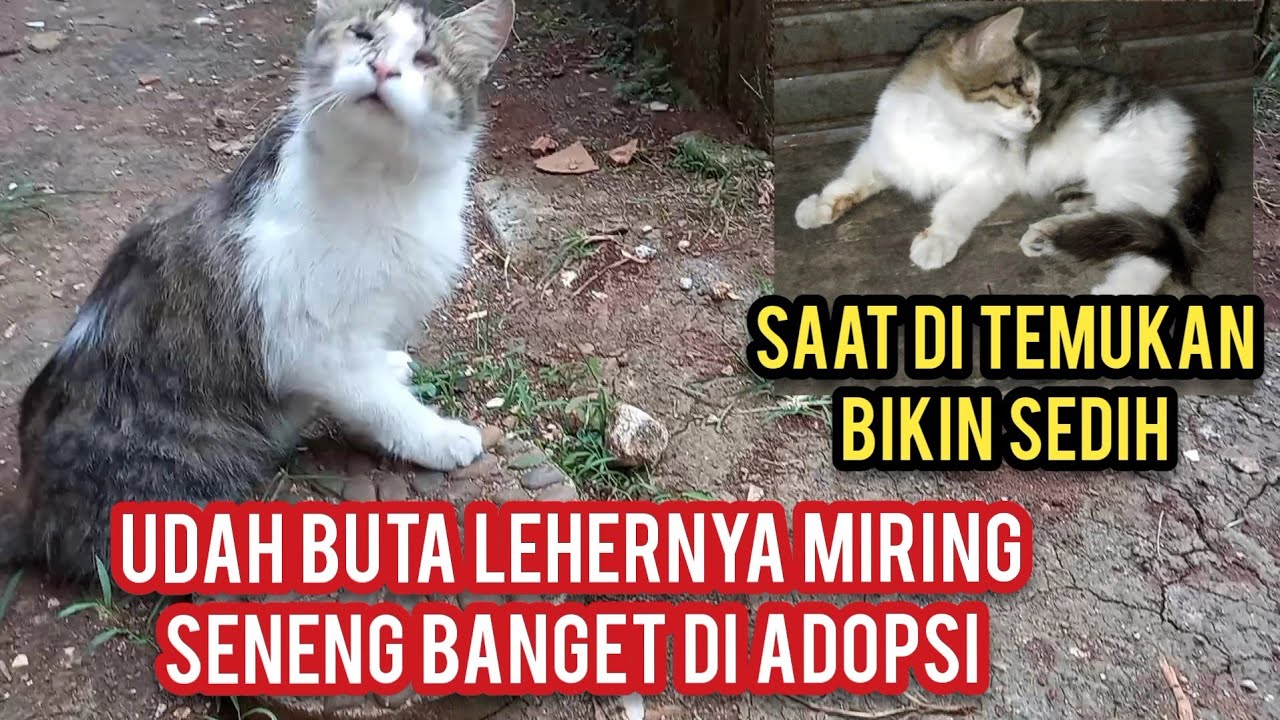 Astagfirullah Kucing Buta Lehernya Miring Tidur Di Emperan Ruko Pasar ...