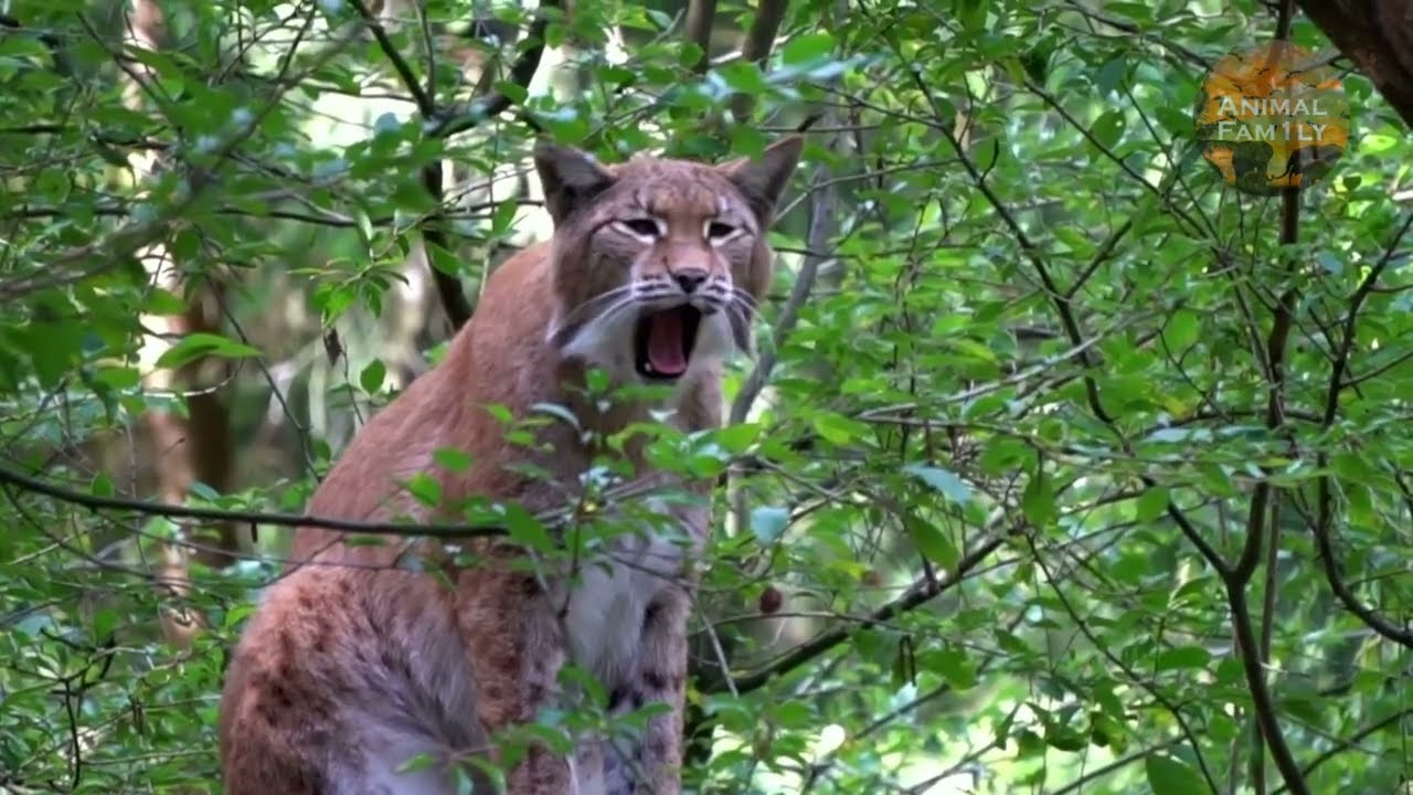 Nature of animals - sounds of animals calling each other - YouTube