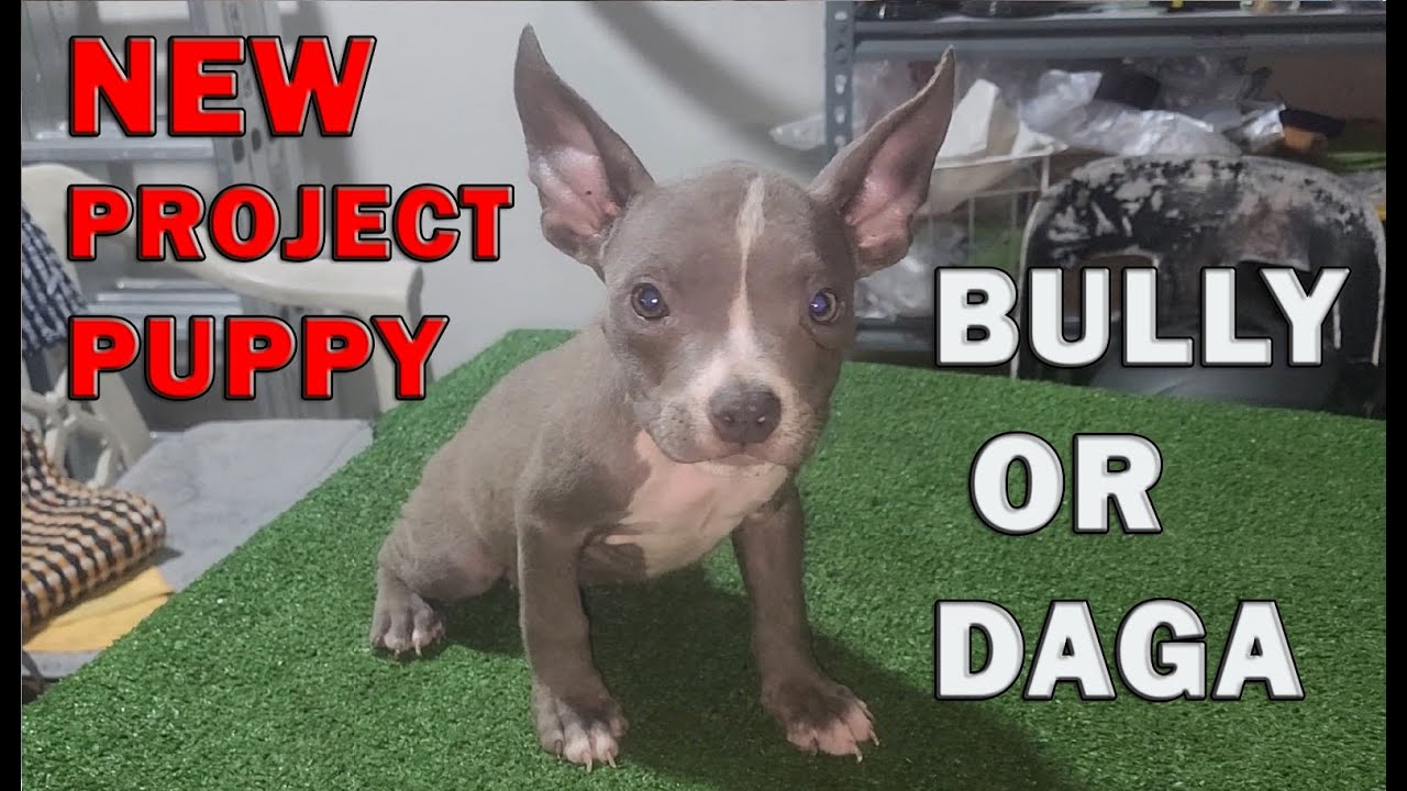 BULLY OR ASKAL? NEW PROJECT PUPPY AMERICAN BULLY DOG | DON RAIDER VLOG ...