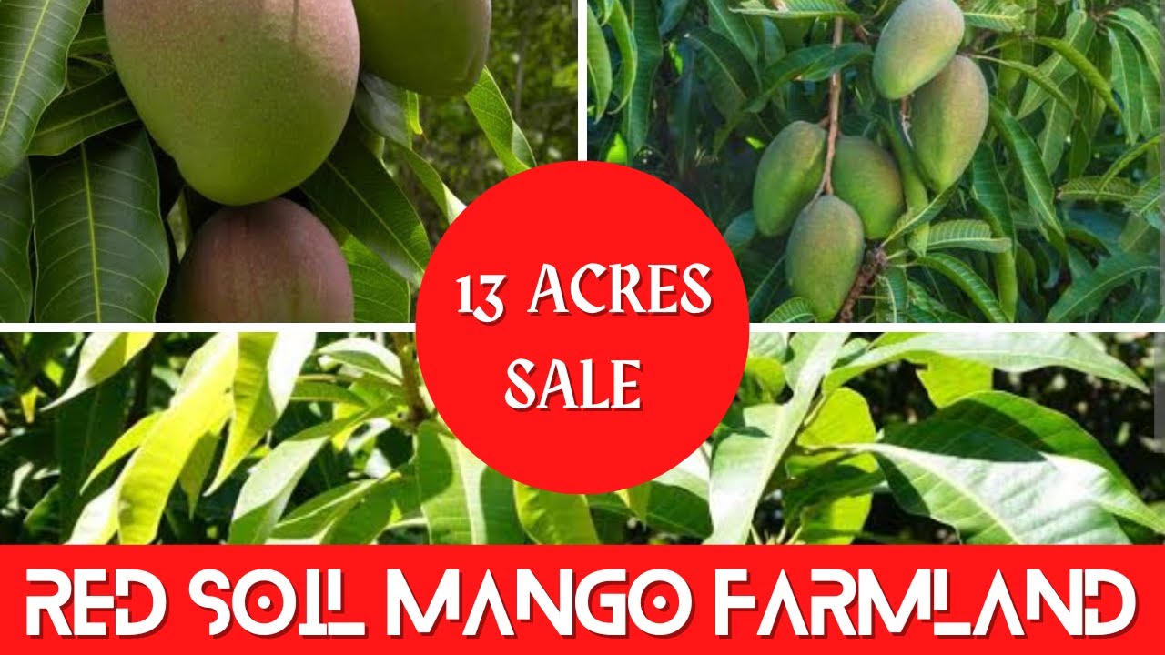 #266: FARMLAND FOR SALE NEAR KOVATHUR -13 ACRE RED SOIL MANGO FARM ...
