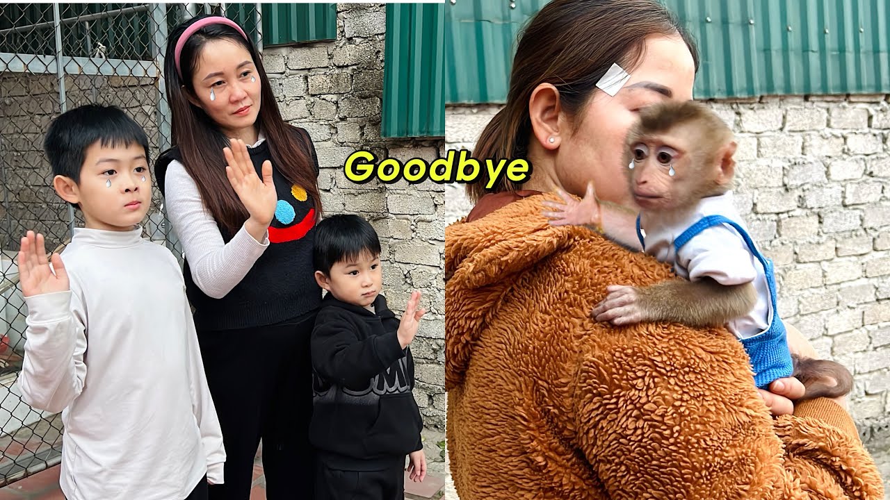 Monkey Tina emotional journey back to her old home - YouTube