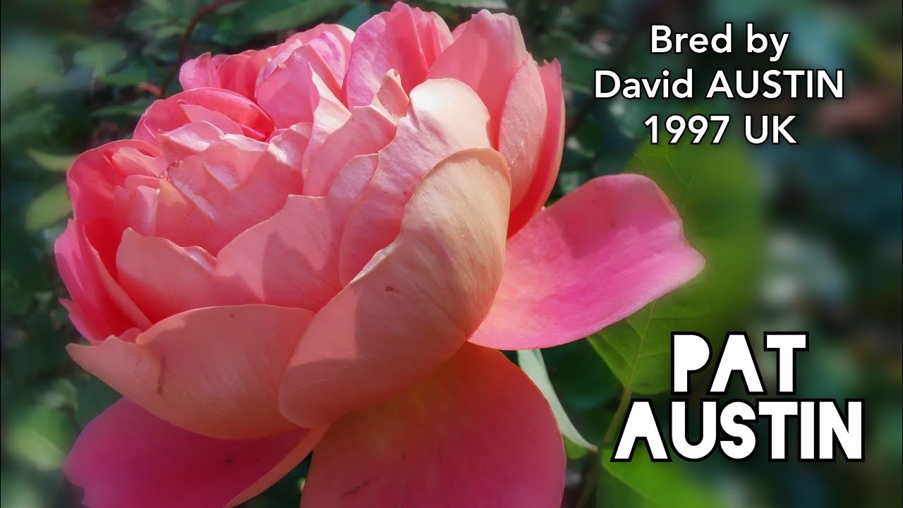 PAT AUSTIN ROSE plant by David AUSTIN 1997 UK バラ パット オースチン - YouTube