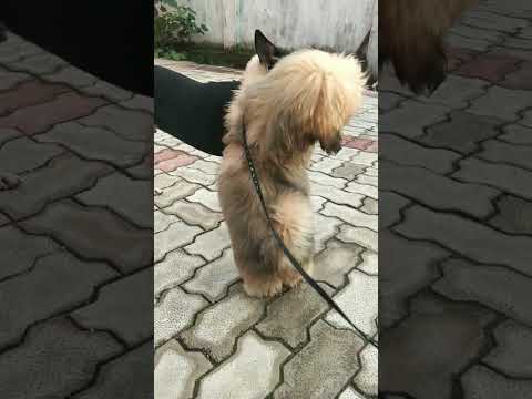 two dogs are friend and both are fighting - YouTube