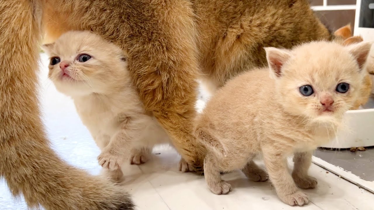Kittens meow loudly and demand milk from their mother cat, rather than ...