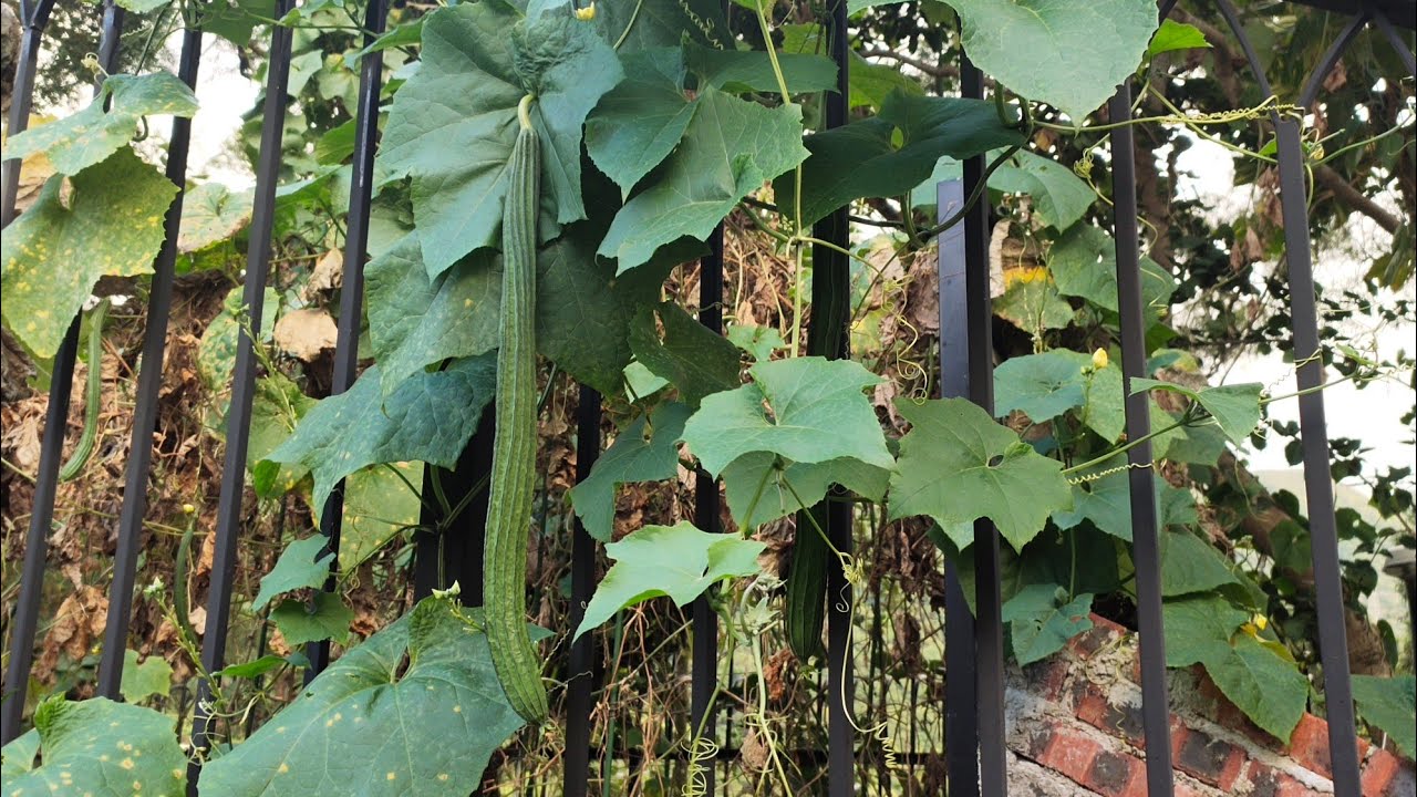 Harvesting Patola #patola #luffa #harvestingtime - YouTube
