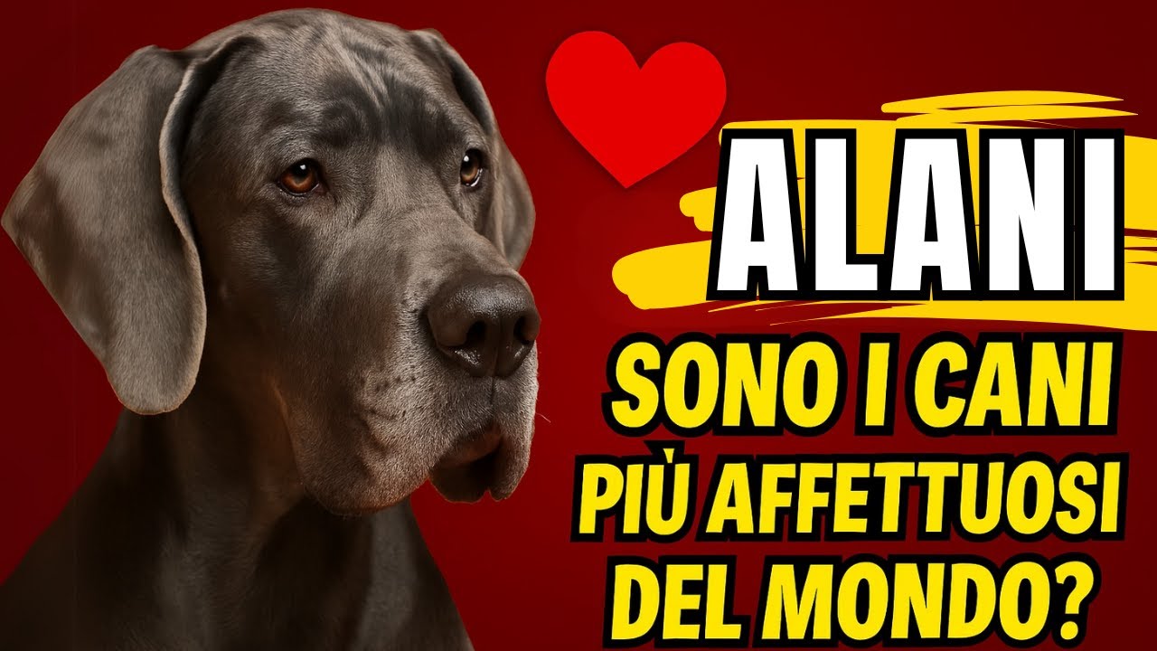 Alano: Caratteristiche di una Razza Maestosa e Affettuosa - YouTube