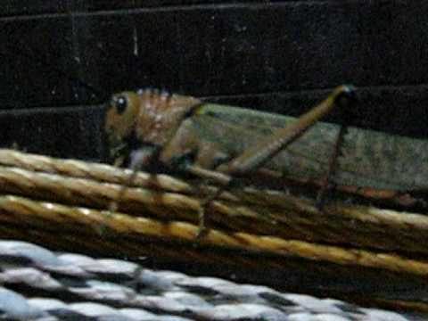 Big Locust - YouTube