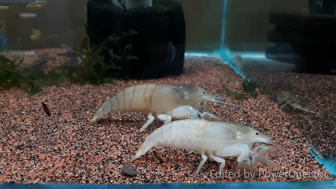 African fan shrimp/African filter shrimp/Vampire shrimp ( Atya ...